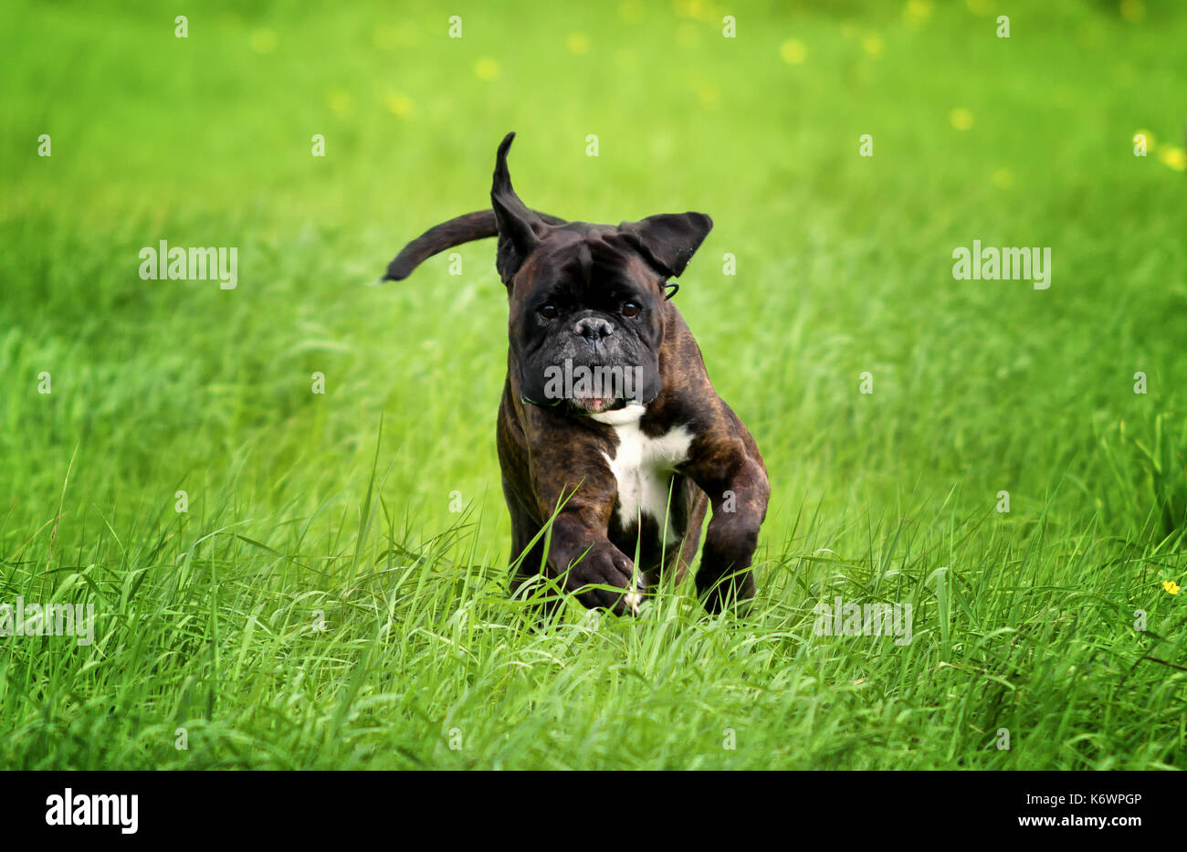 Boxer ears hi-res stock photography and images - Alamy
