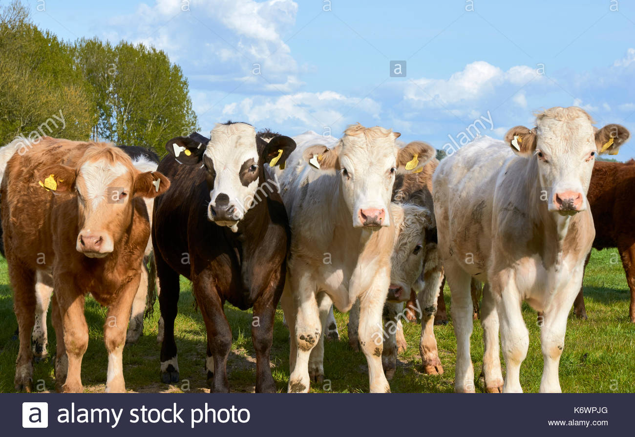 Breeds Of Cows Stock Photos & Breeds Of Cows Stock Images - Alamy