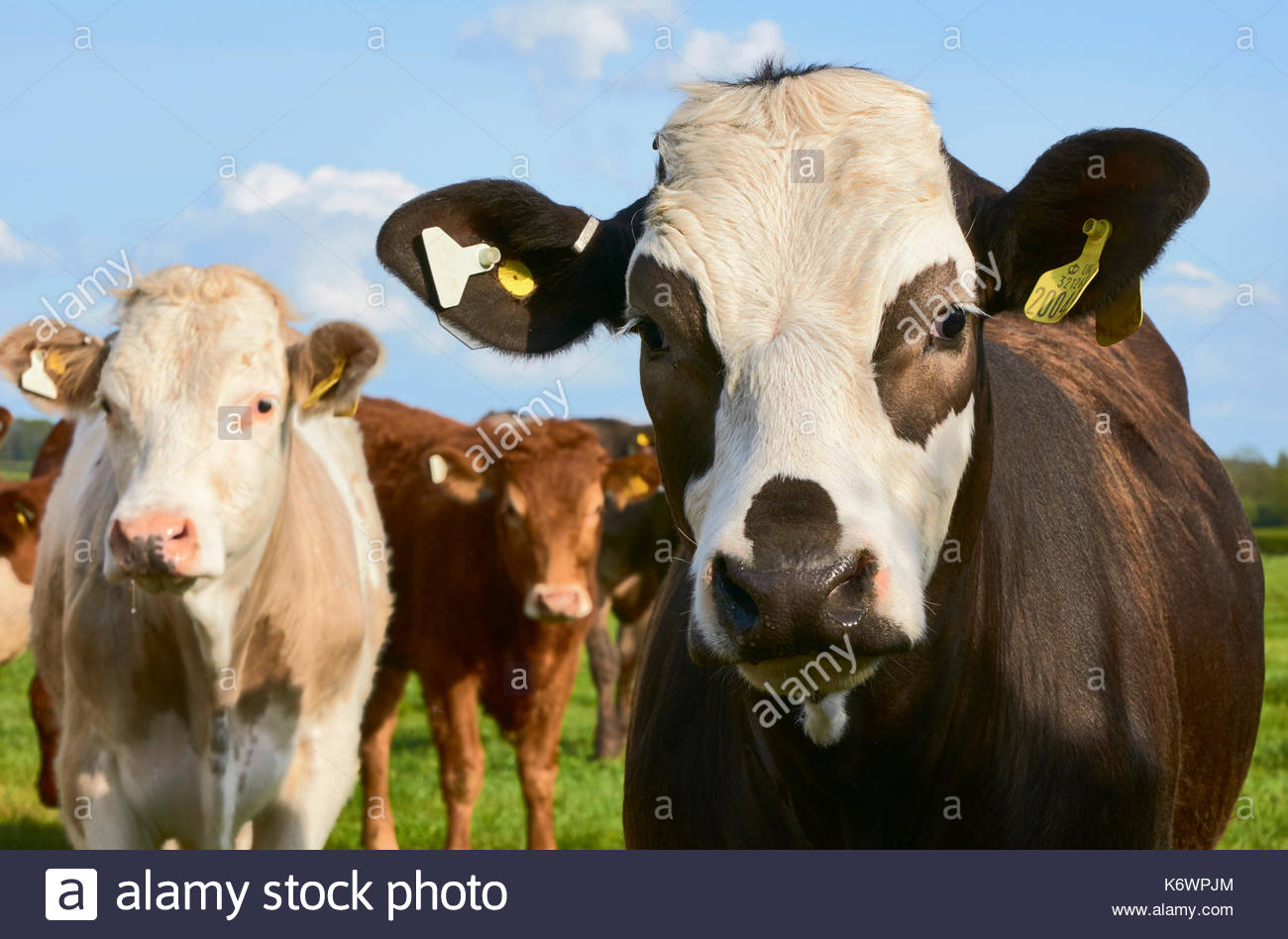 Mixed Cattle Herd Stock Photos & Mixed Cattle Herd Stock Images - Alamy