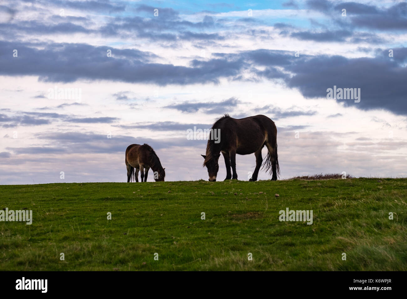 wild ponies Exmore Stock Photo - Alamy