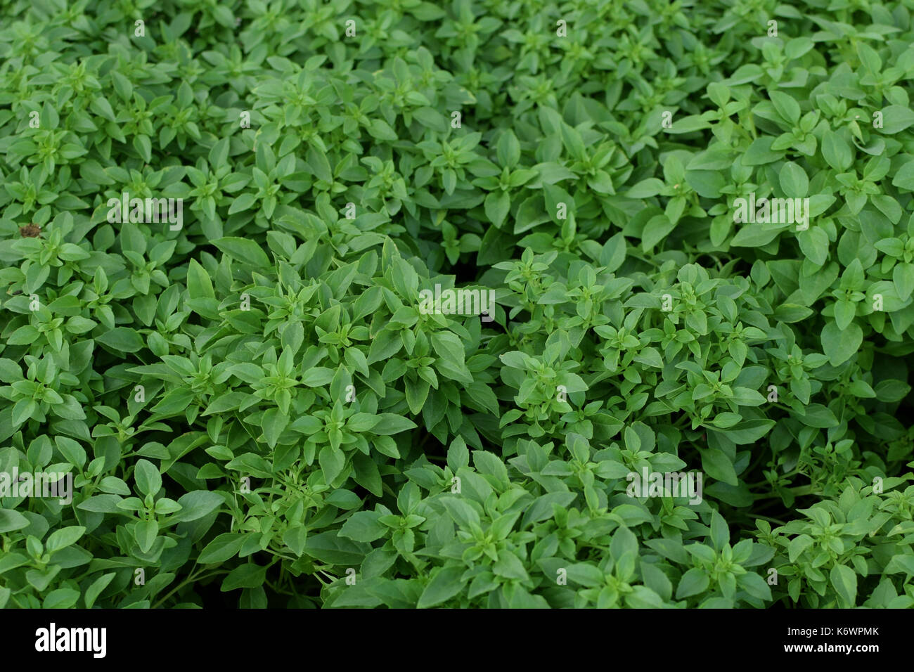 Basil leaves herbal culinary plant natural background Stock Photo - Alamy