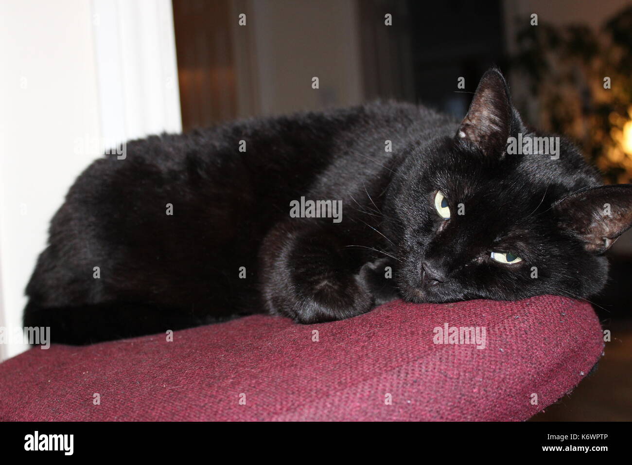 Black cat relaxing Stock Photo - Alamy