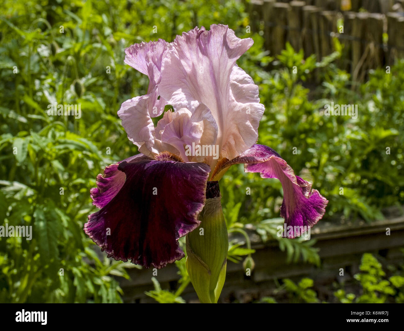 Iris plant hi-res stock photography and images - Alamy