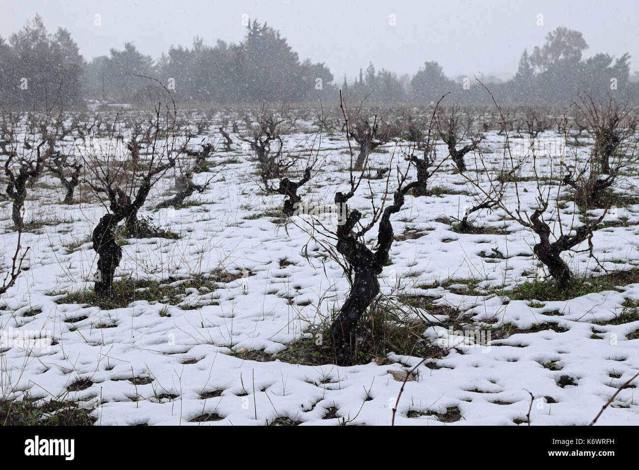 Snow falling over grapevine vineyard plantation. Winter weather Stock ...