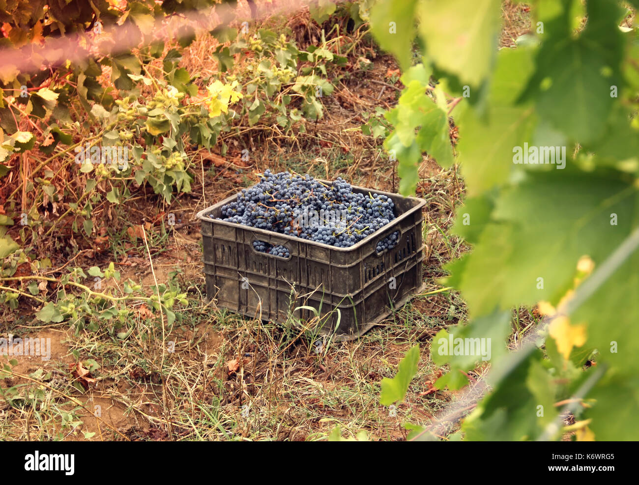 Crate with grapes Stock Photo - Alamy