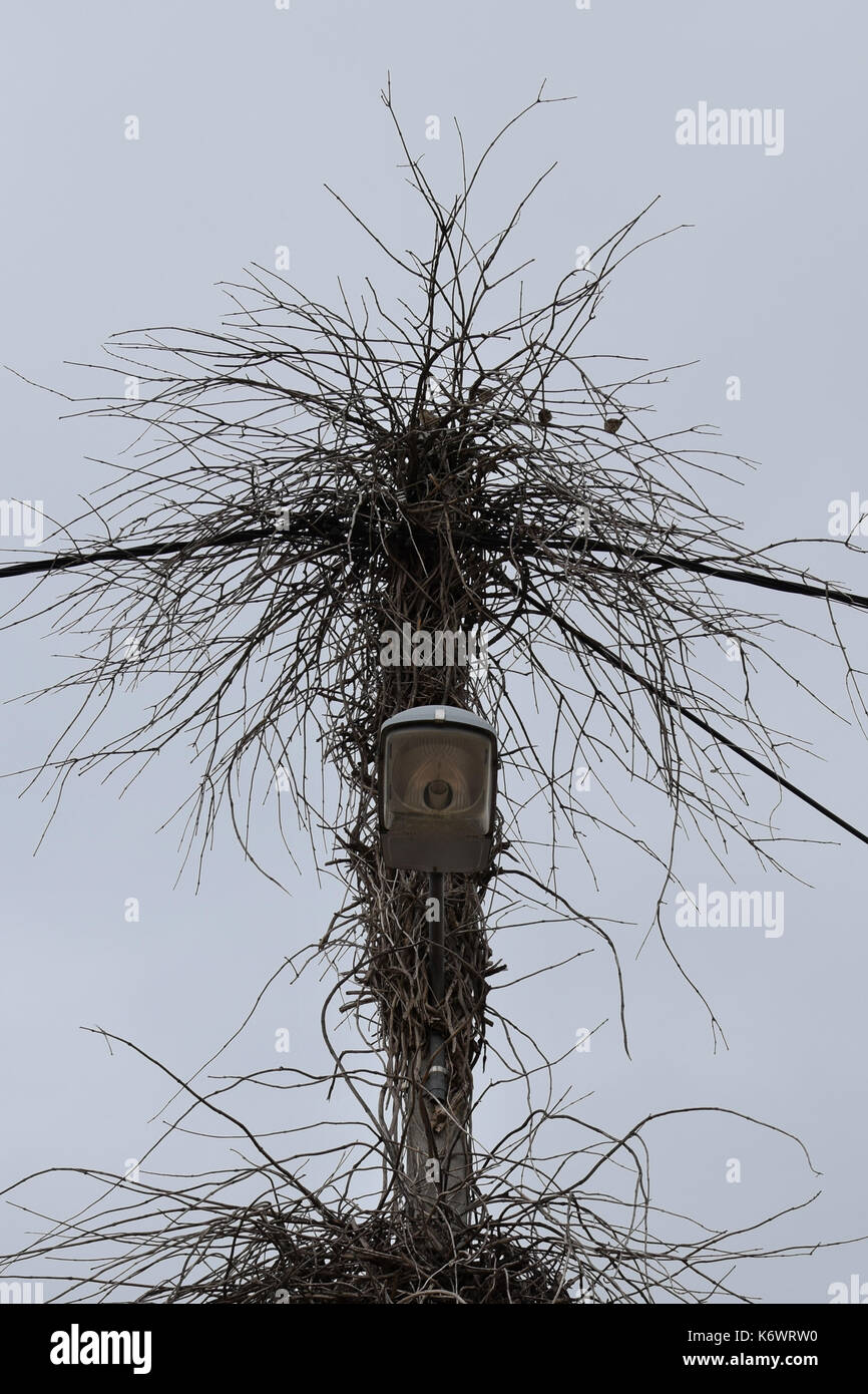 Birds perched on spooky street light with overgrown climber vine ...