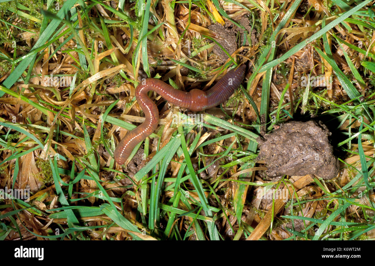 Earthworm on lawn Earthworm on lawn segmented lumbricus terrestris ...