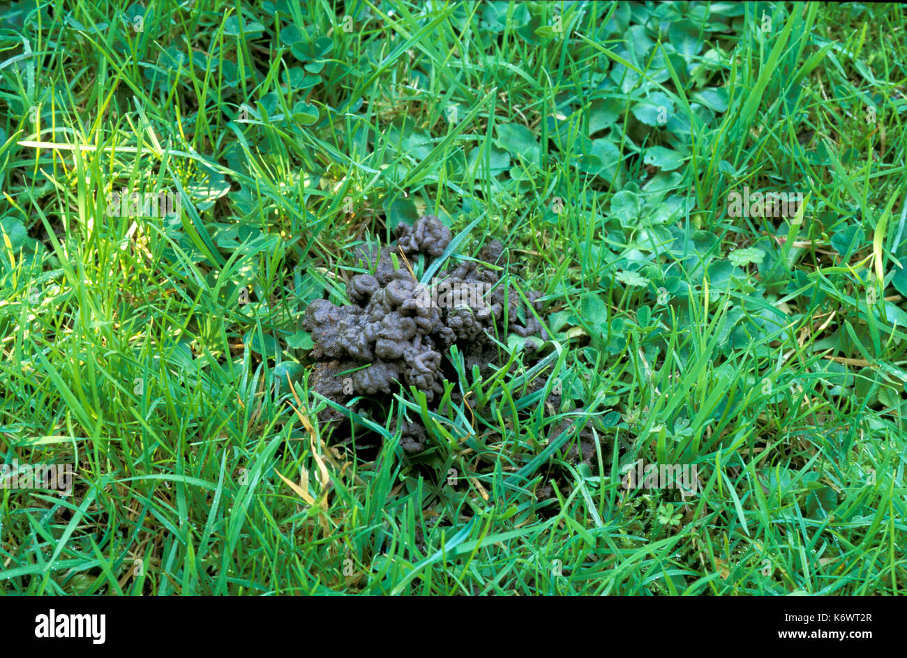 Worm casts on lawn - common earthworm lumbricus terrestris Stock Photo ...