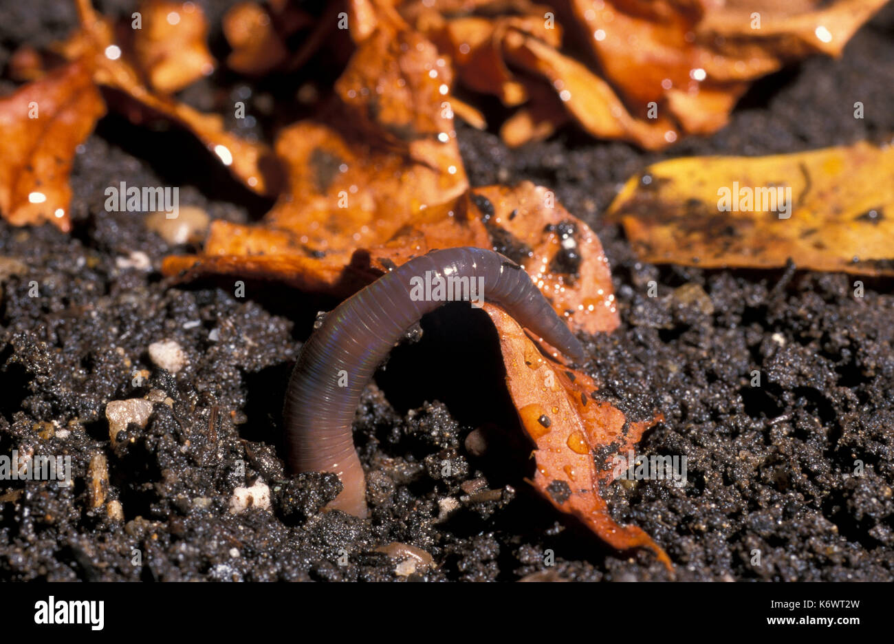 Earthworm - pulling leaves into burrow lumbricus terrestris segmented ...
