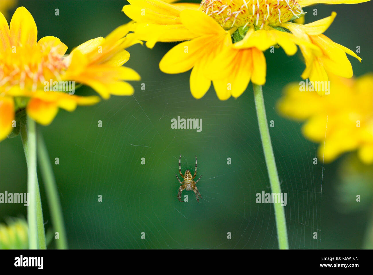 Garden Spider, Araneus diadematus, on web between daisy like flowers ...