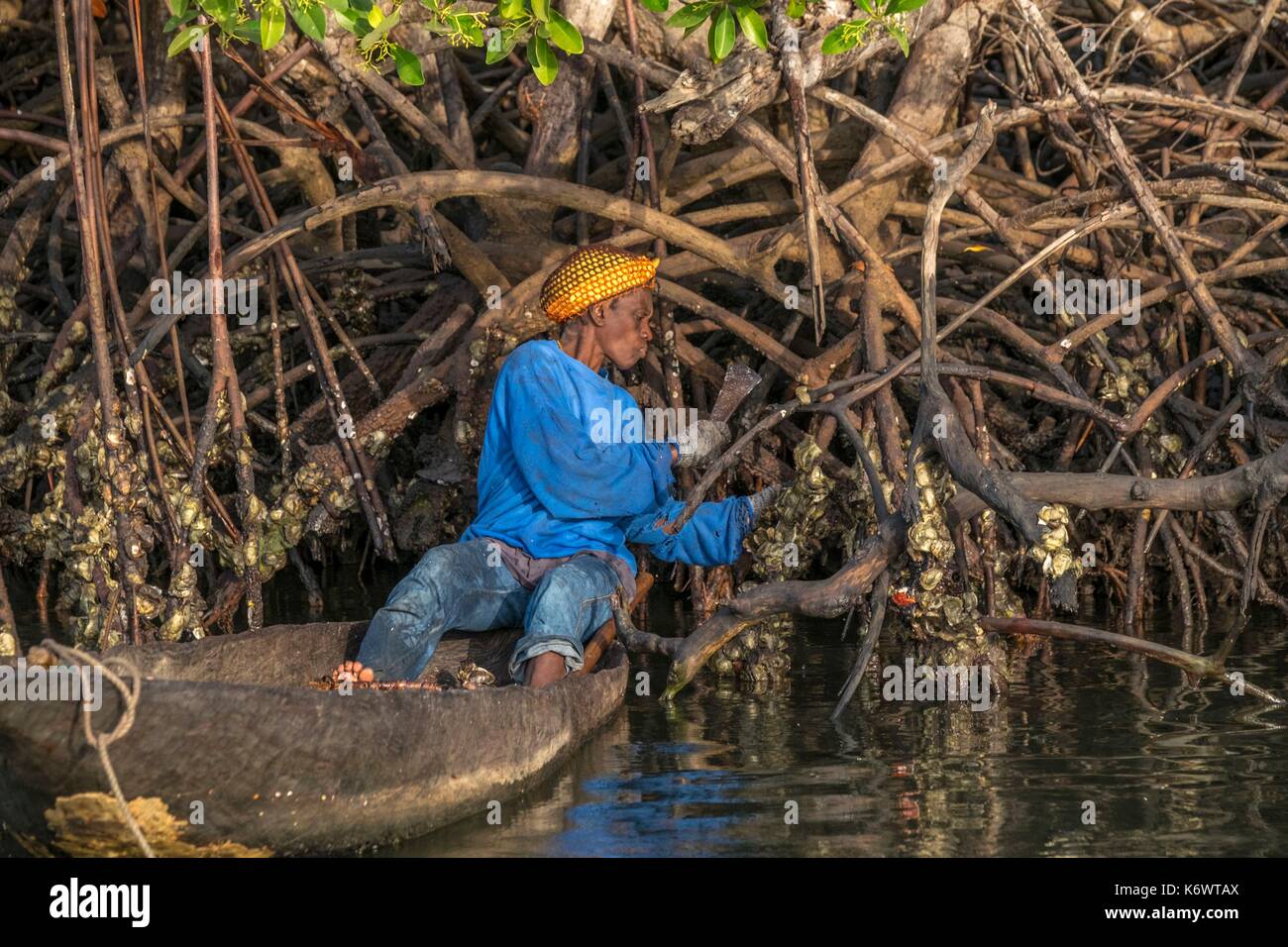 Mangrove oysters hi-res stock photography and images - Alamy