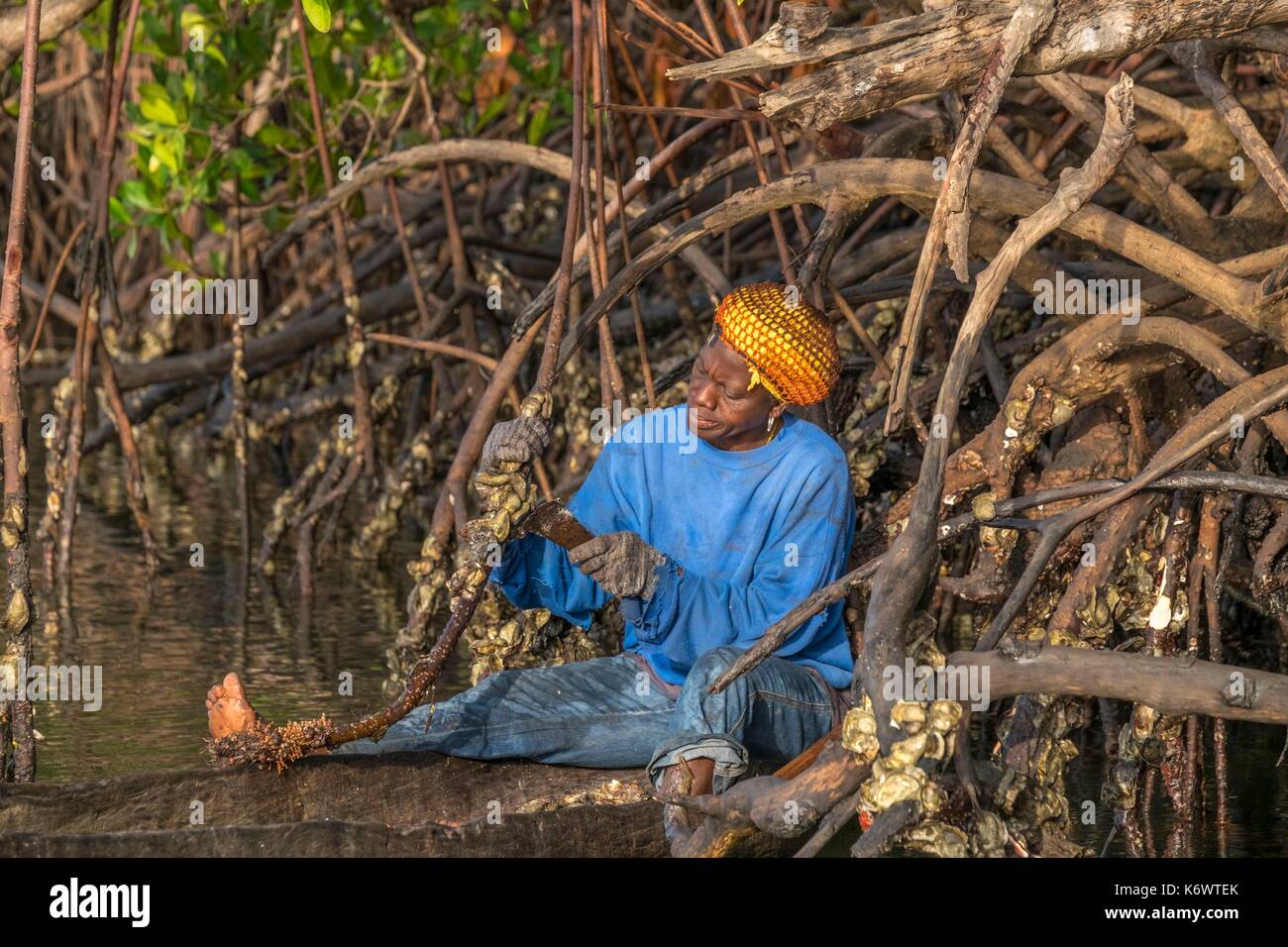 Mangrove oysters hi-res stock photography and images - Alamy