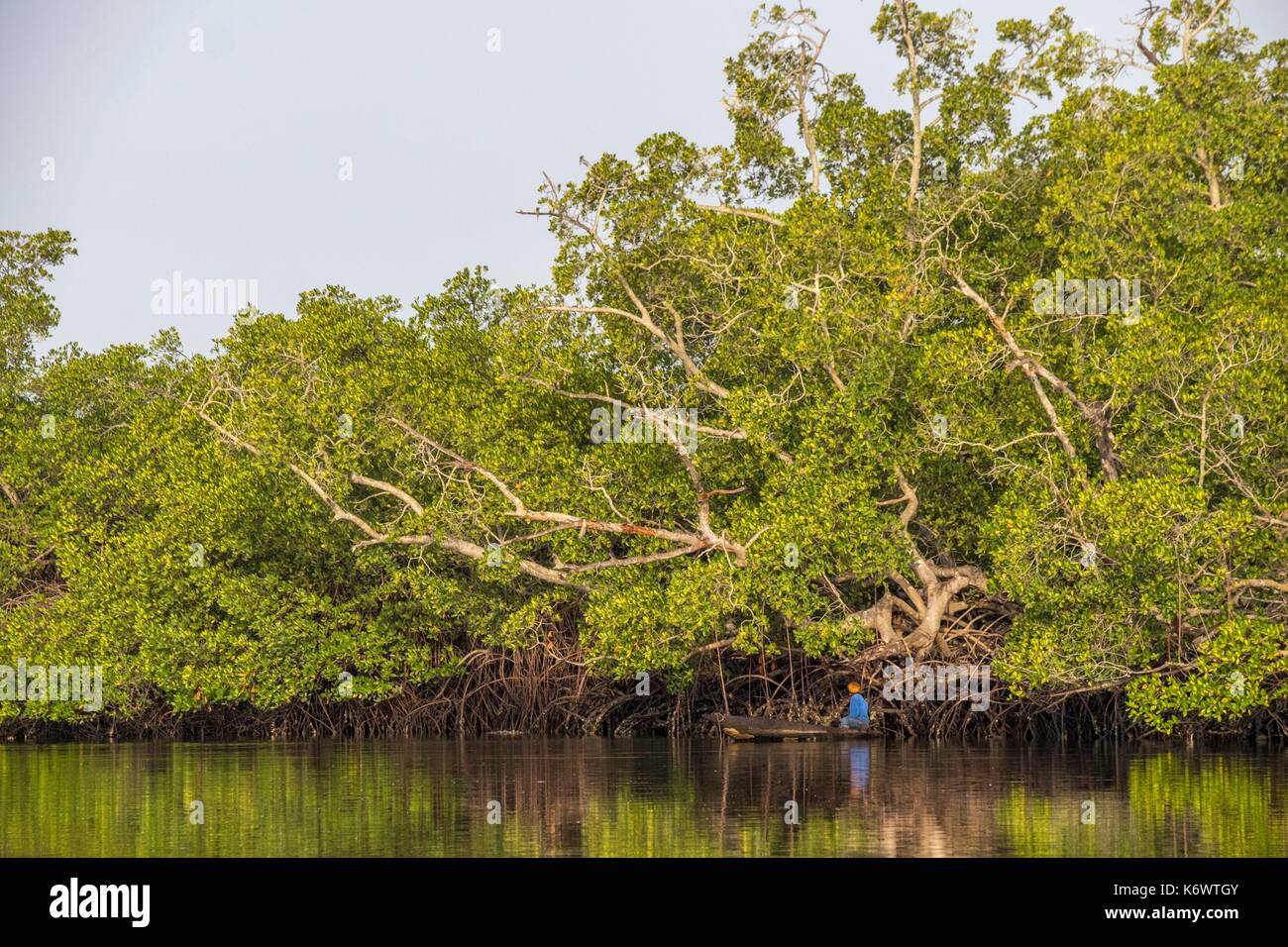 Mangrove oysters hi-res stock photography and images - Alamy