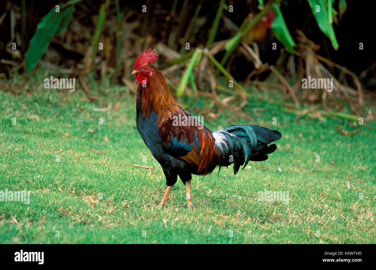 Red Junglefowl Gallus Gallus High Resolution Stock Photography and ...