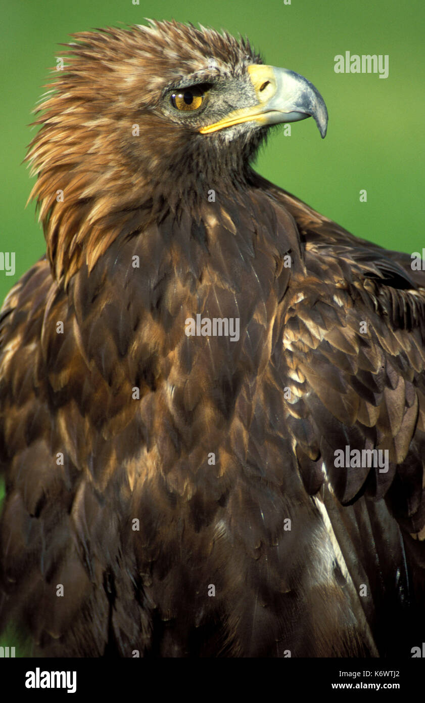 Golden Eagle, Aquila chyrsaetos, powerful beak, eyes, feathers Stock ...