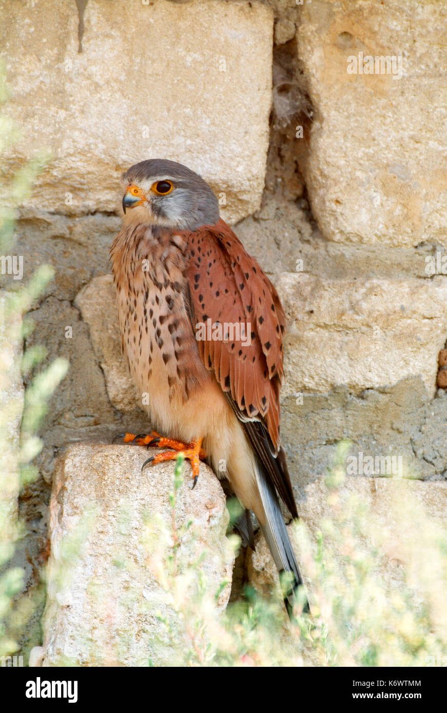 Kestrel (Falco tinnunculus) sheltering under eaves of house, by wall ...