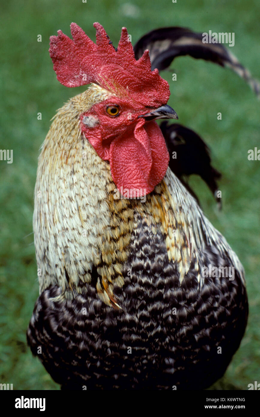 Male rooster hi-res stock photography and images - Alamy
