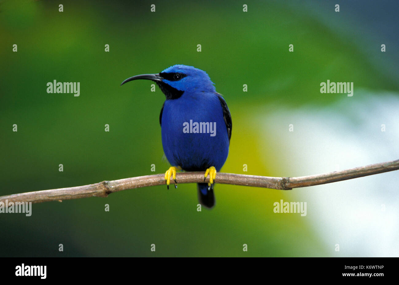 Shining Honeycreeper (Cyanerees ulcidus) - male, bright blue . animal ...