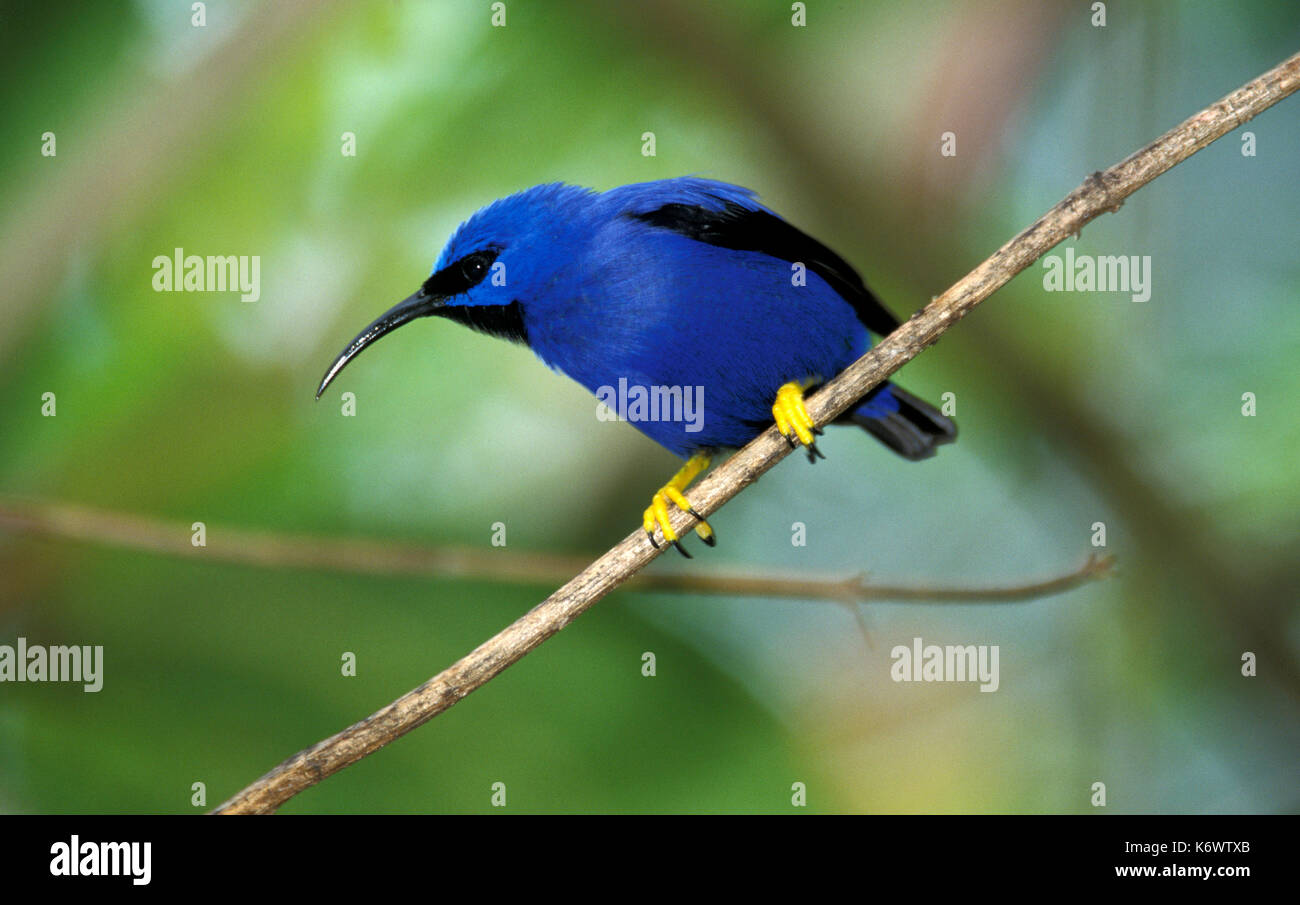 Shining Honeycreeper (Cyanerees ulcidus) - male, bright blue . animal ...