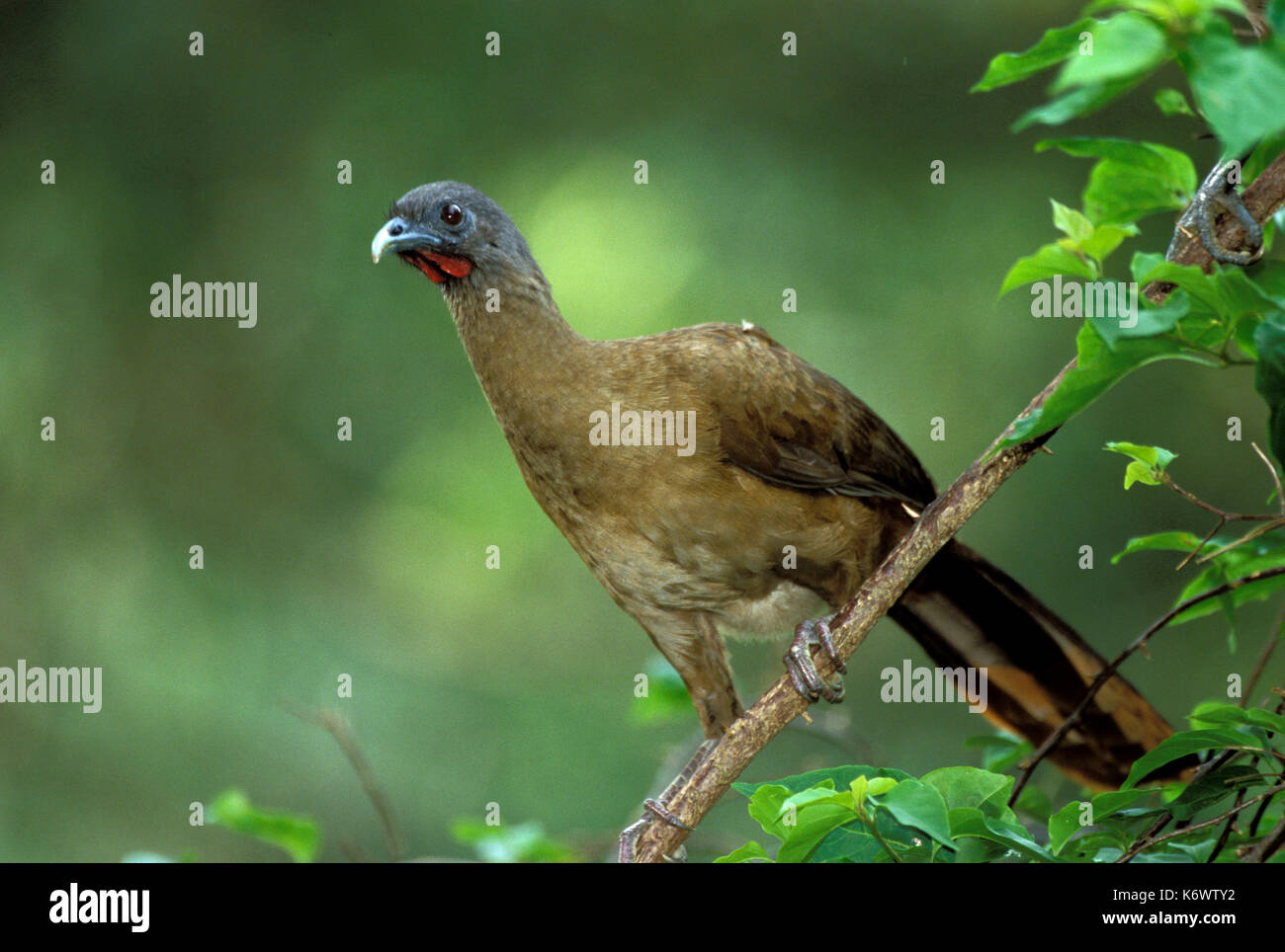 Rufous vented Chachalaca or Cocrico, Ortalis ruficauda, national bird ...