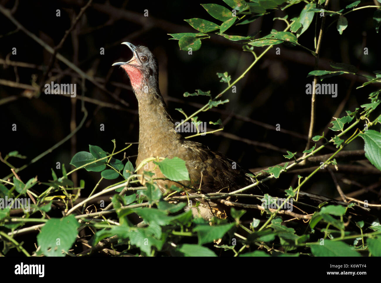 Rufous vented Chachalaca or Cocrico, Ortalis ruficauda, National bird ...