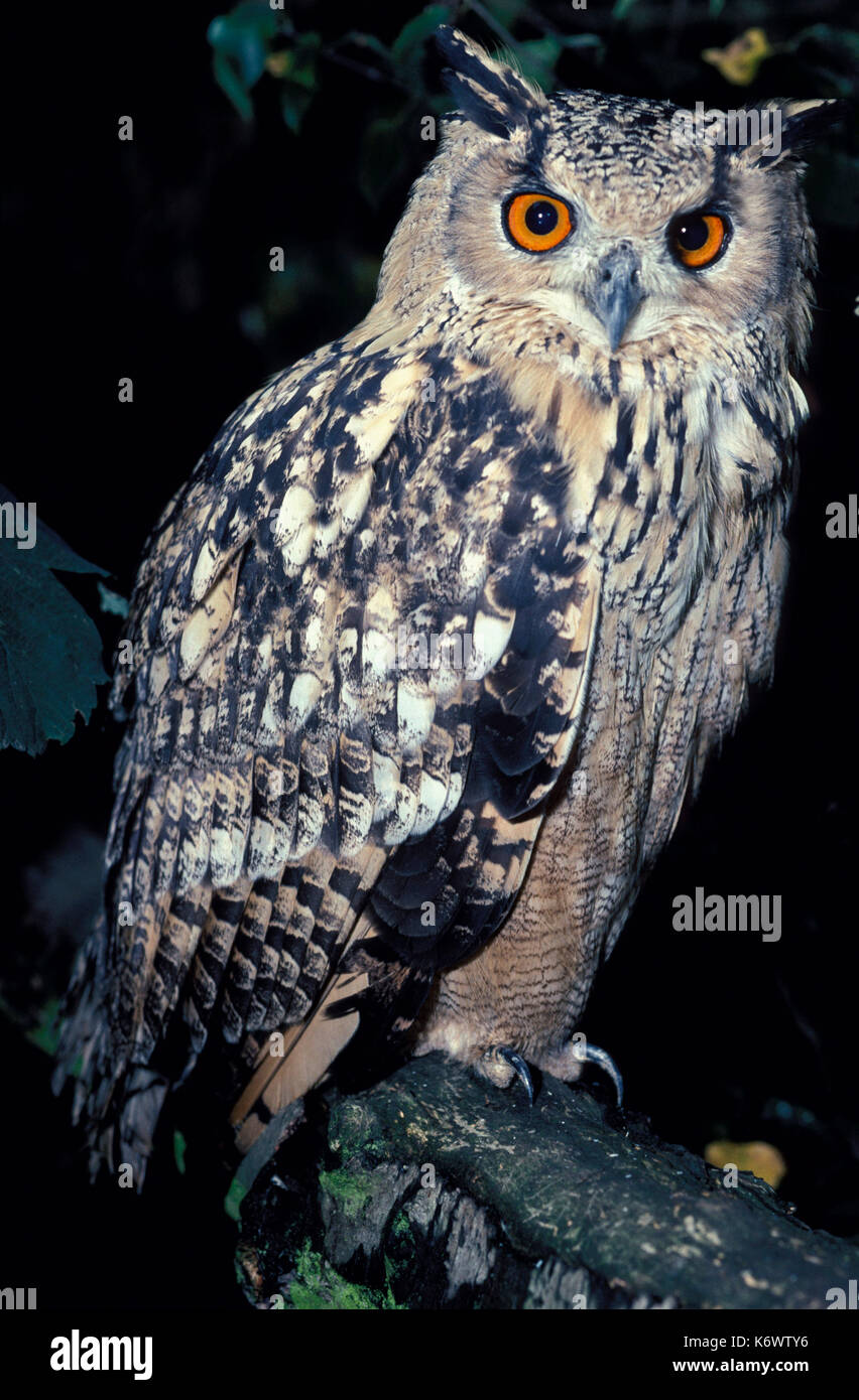 European Eagle Owl, Bubo bubo Stock Photo - Alamy