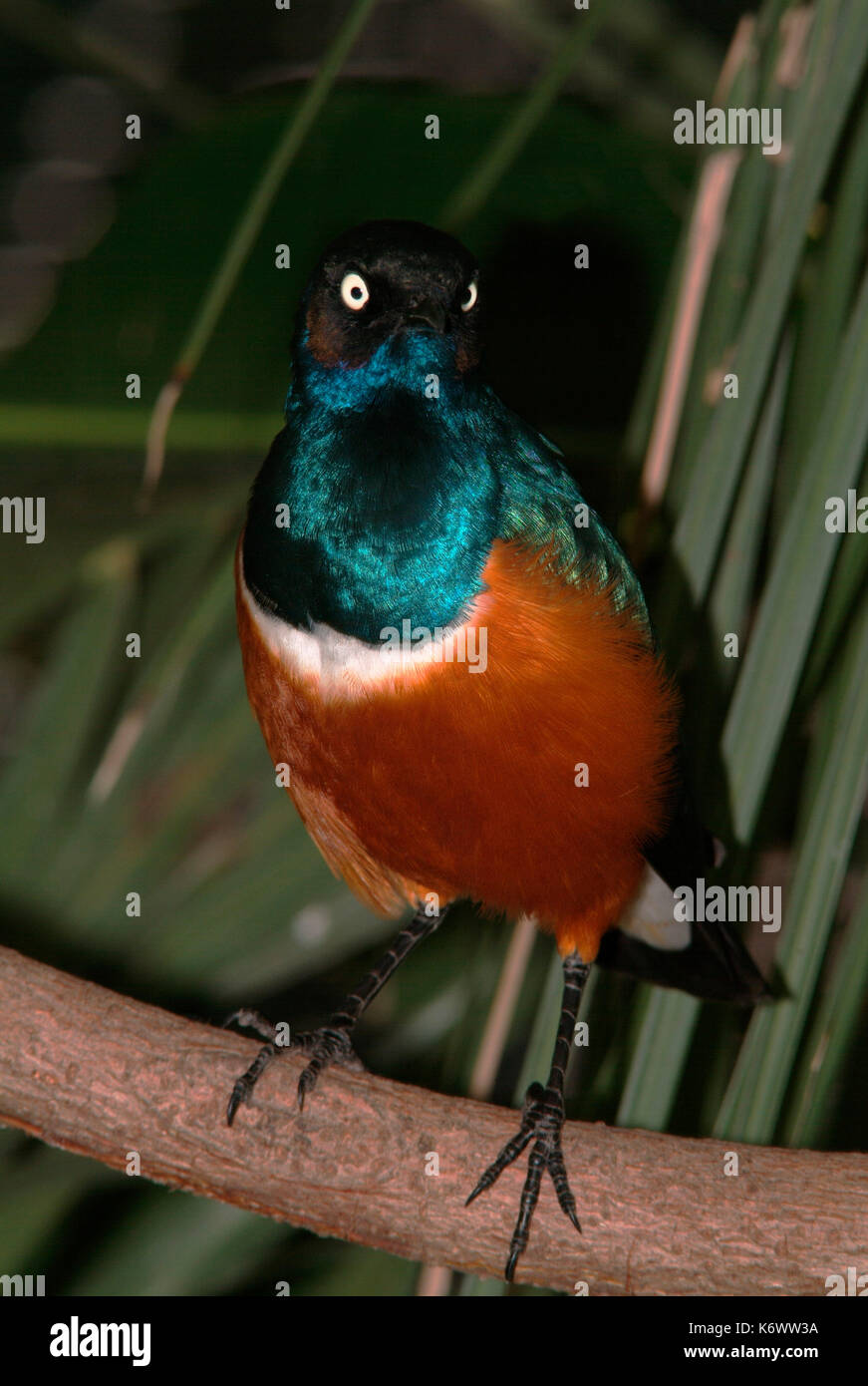Superb Starling, Lamprotornis superbus, captive Stock Photo - Alamy