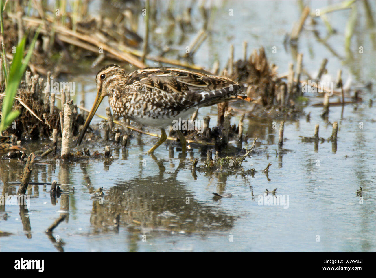 Snipe, Gallinago gallinago, wading at edge of mud flats, feeding, Grove ...