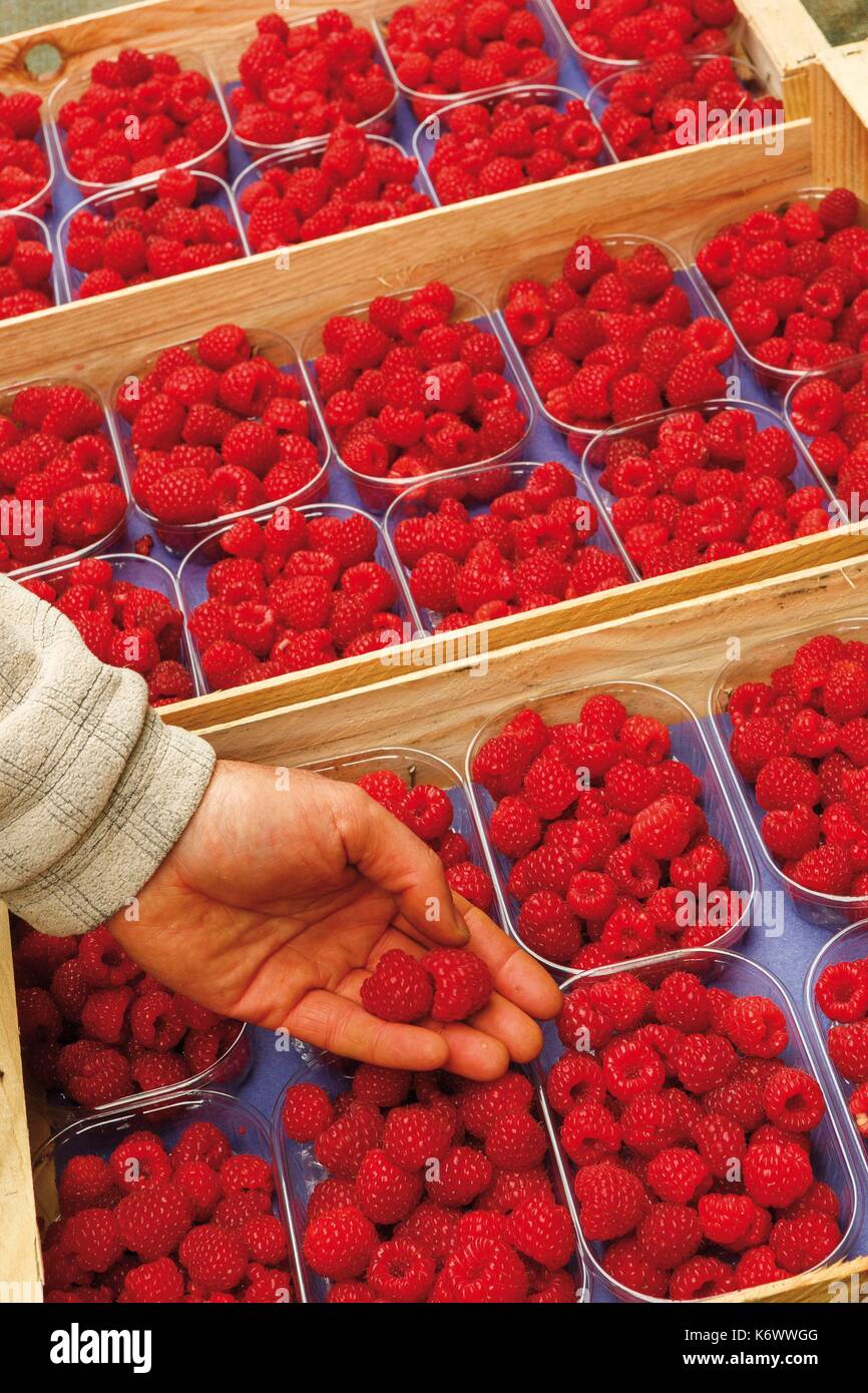 France, Lot, Bannes, raspberry cages Stock Photo - Alamy