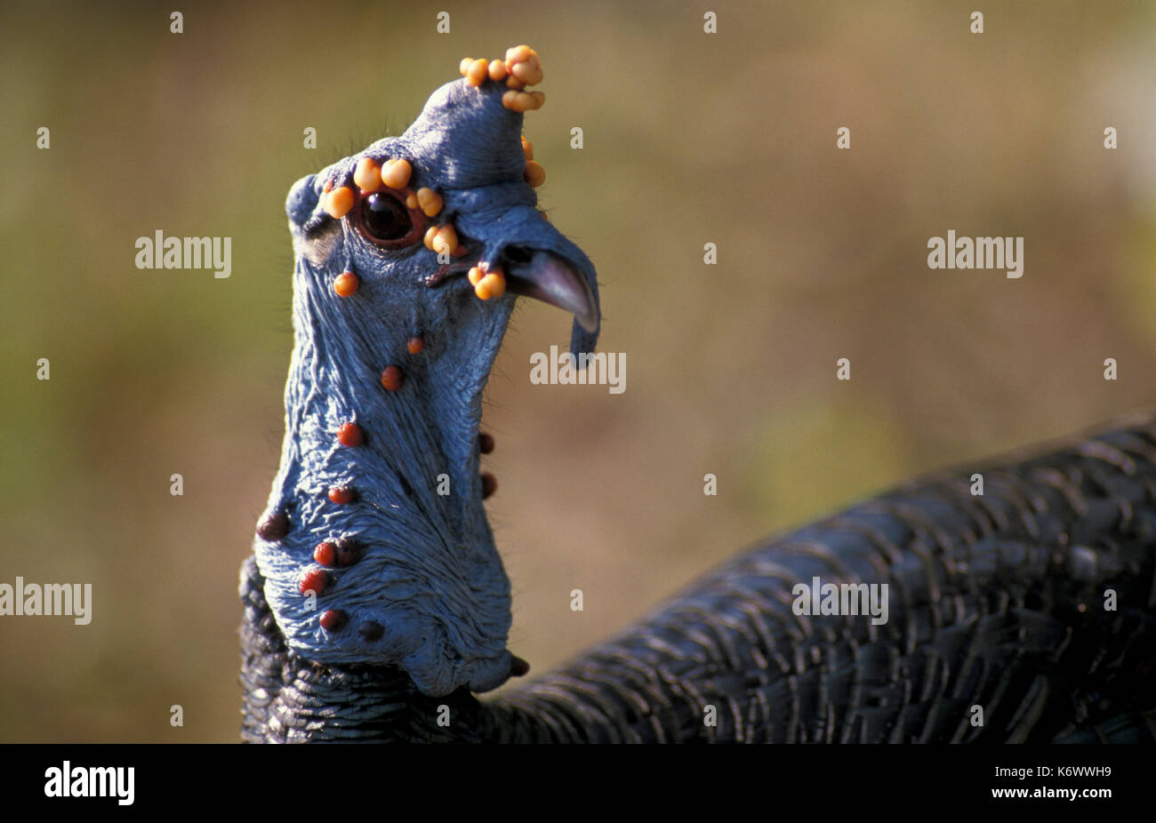 Ocellated Turkey, Agriocharis ocellata, portrait, endangered, Tikal ...