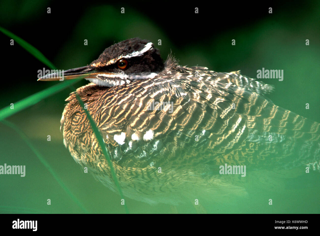 Sun Bittern, Eurypyga helias, captive, Brazil & South America Stock ...