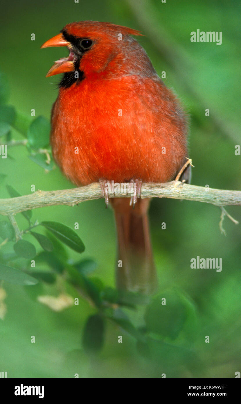 Northern Cardinal, Cardinalis cardinalis, USA, singing beak open, red ...