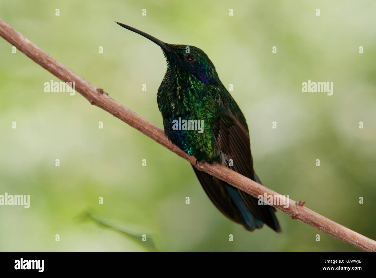 Venezuela hummingbird hi-res stock photography and images - Alamy