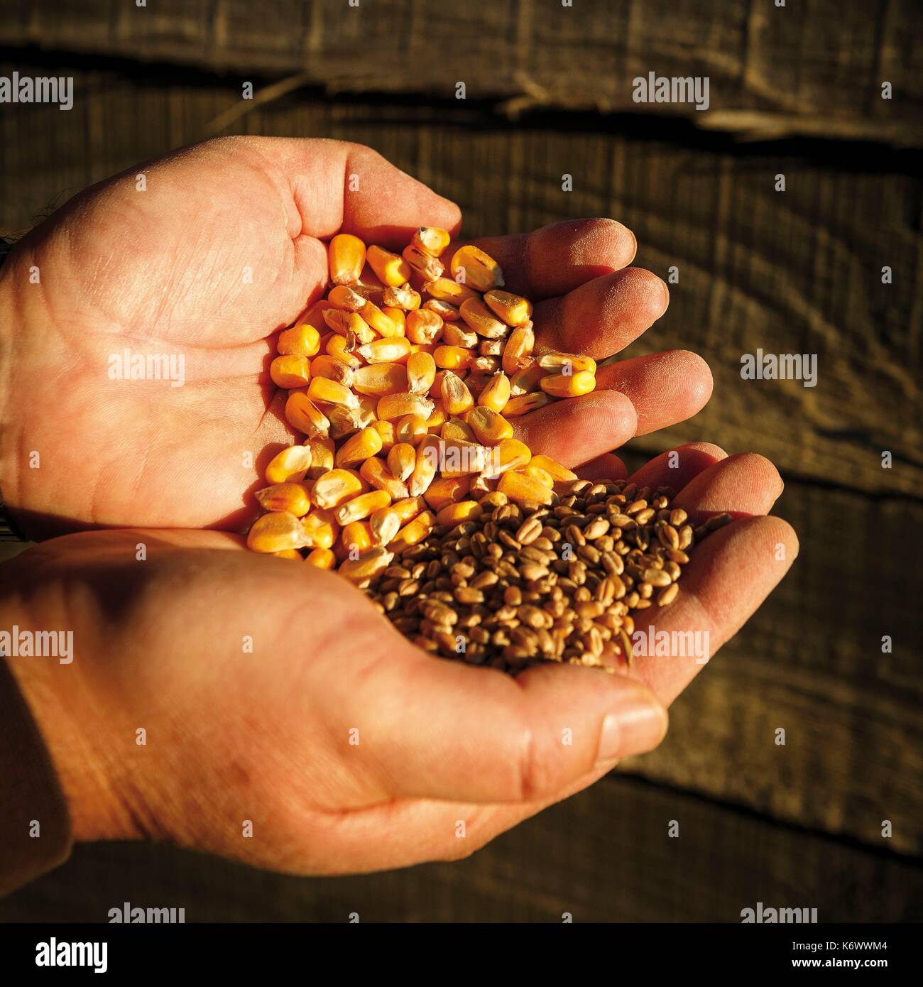 France, Gers, St. Arroman, Farmer holding, in his hands, corn kernels ...