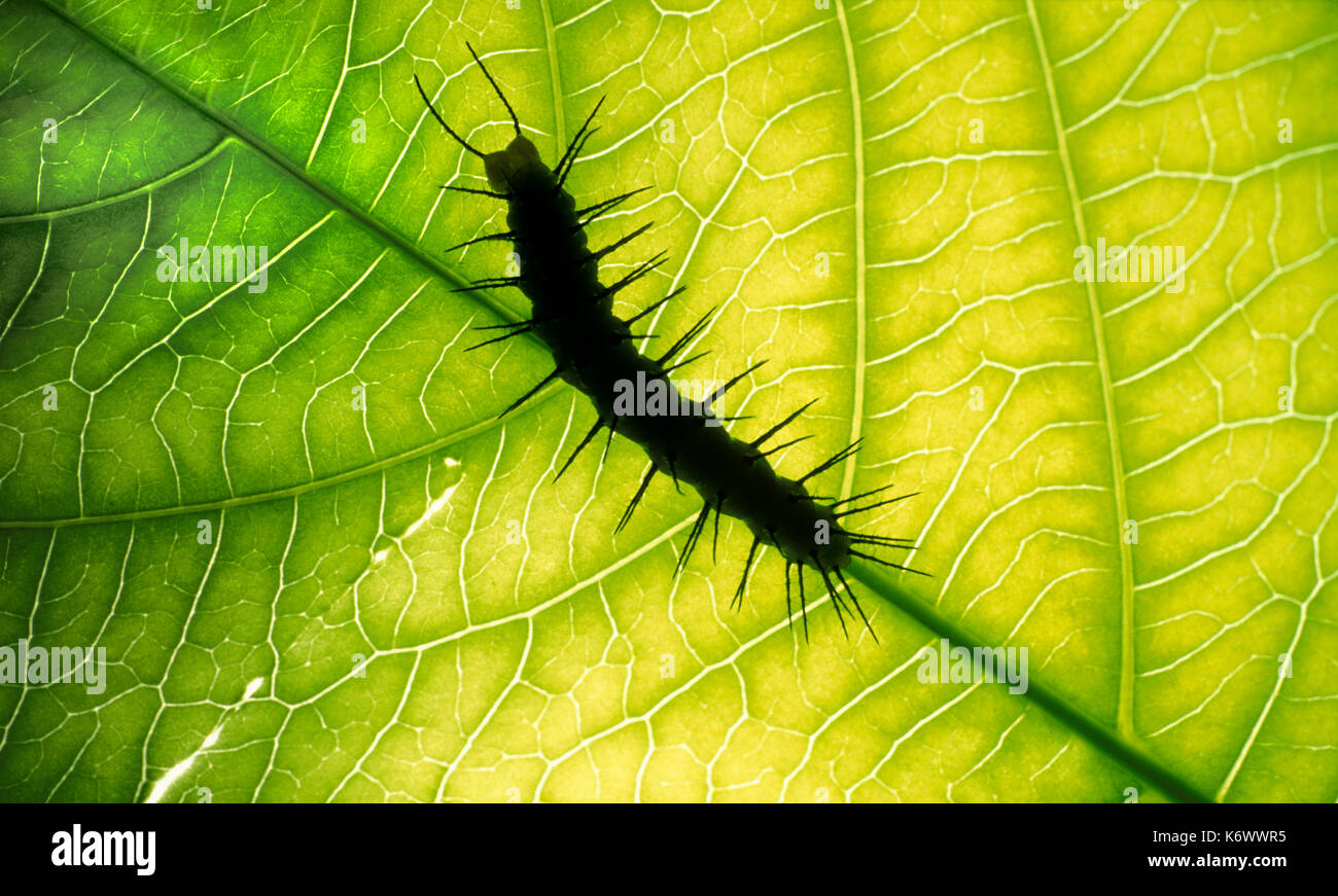 Spiny Caterpillar High Resolution Stock Photography and Images - Alamy