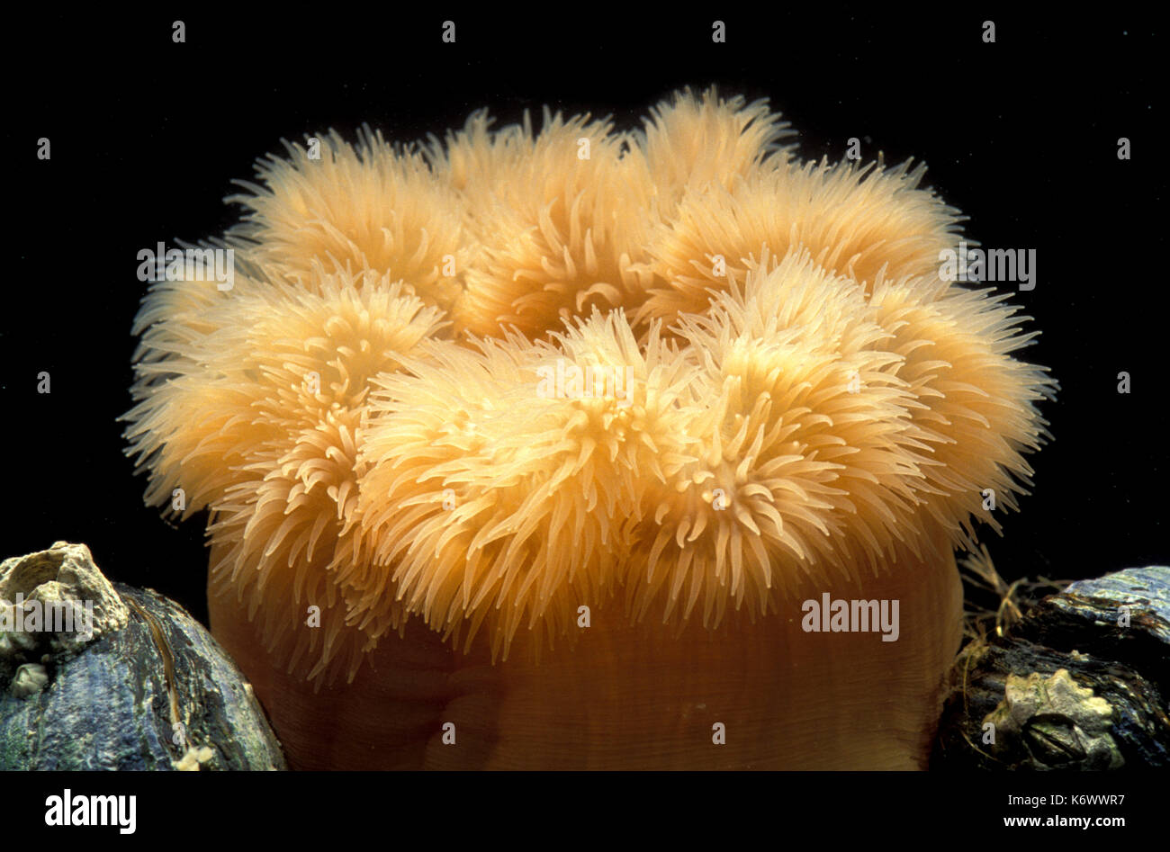 Plumrose Anemone, Metridium senile, orange colour with tentacles Stock ...