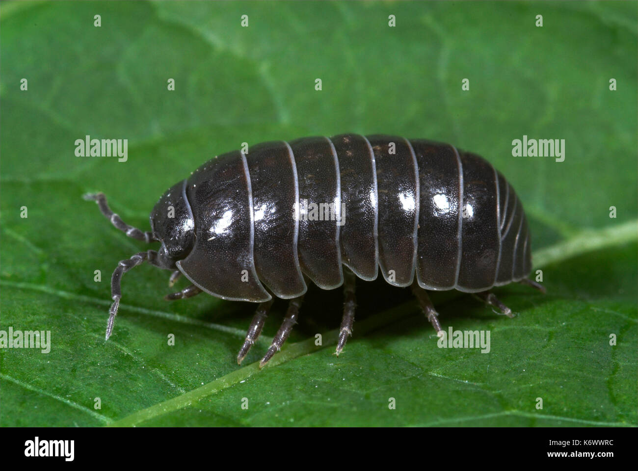 Common Woodlouse, Oniscus asellus, on leaf in garden, segmented body ...