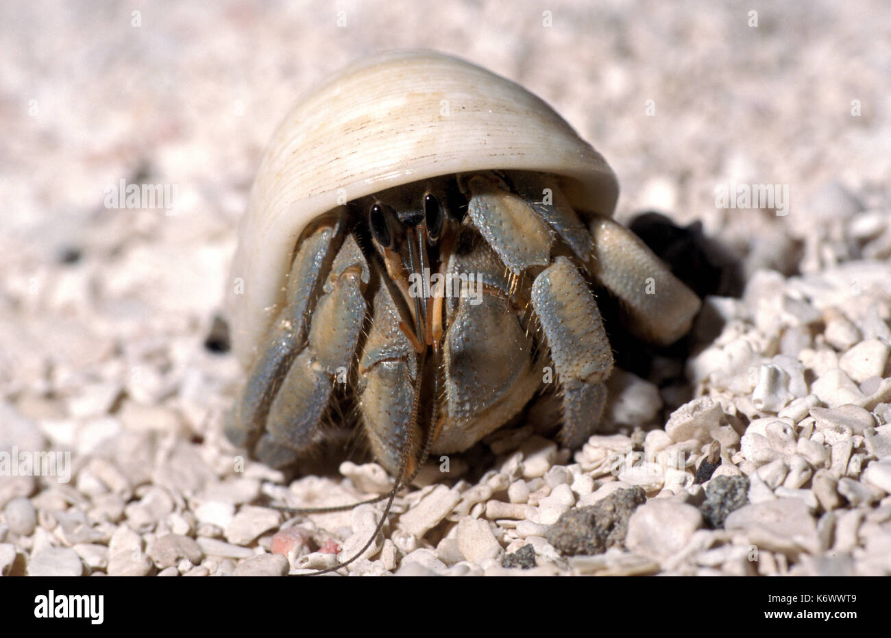 Hermit crab hiding in shell on beach, Maldives, white, crawling Stock ...