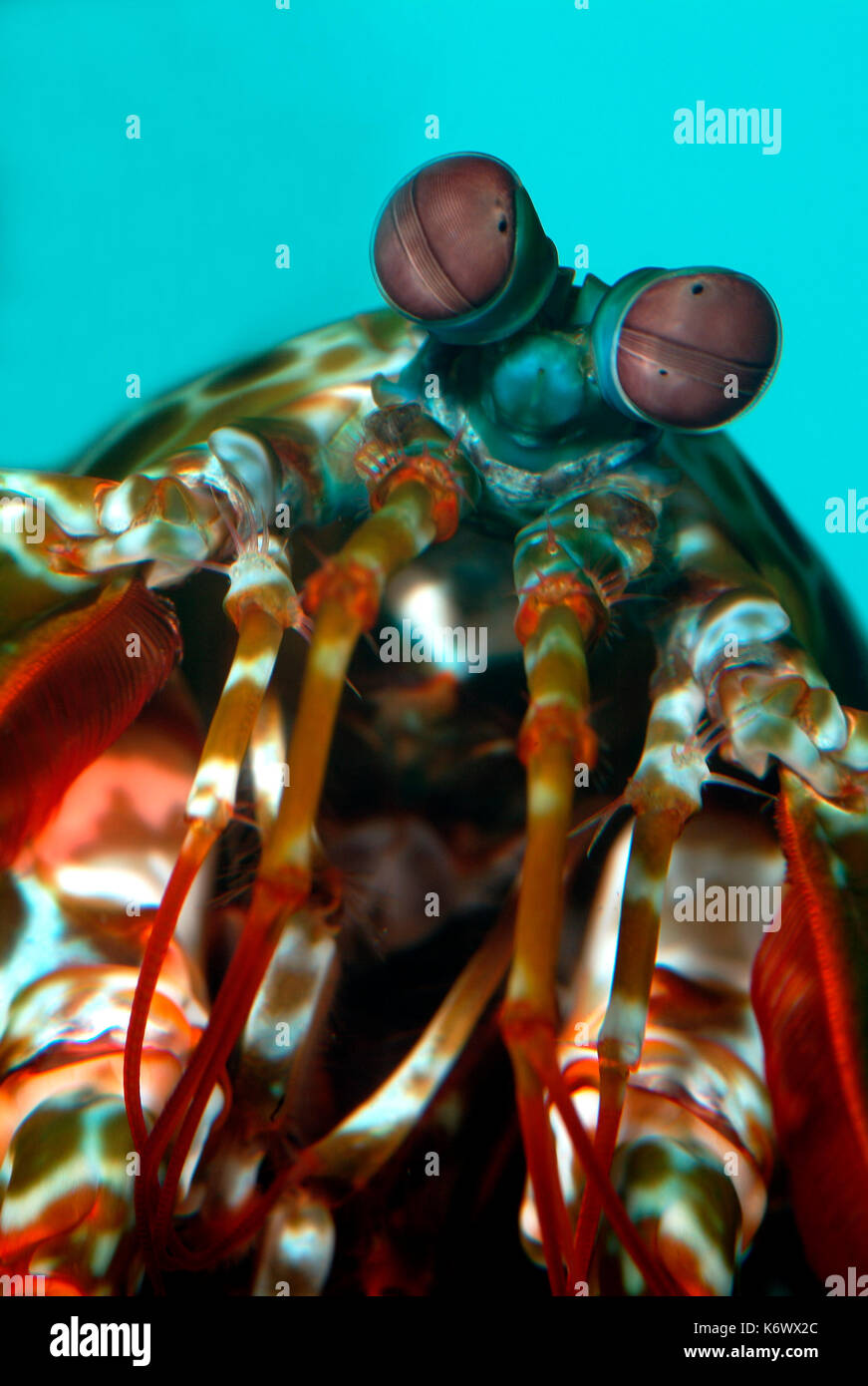 Zebra Mantis Shrimp Eyes