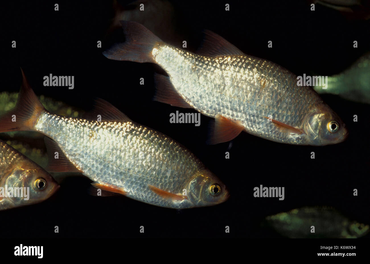 Rudd (Scardinius erythropthalmus) animal - fish swimming silver ...