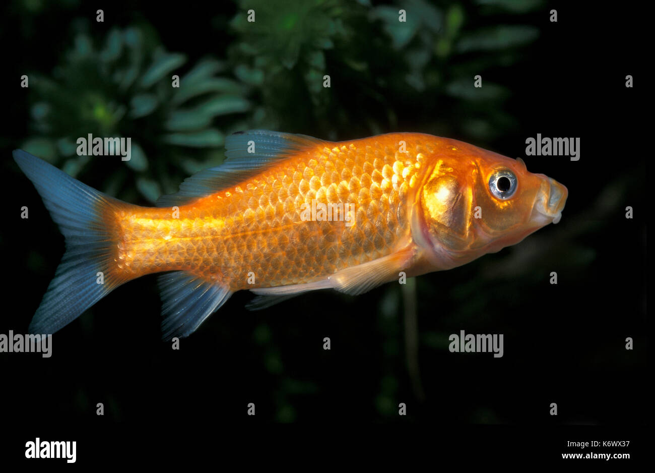 Goldfish, with white tail & fin, Cold Water Fish, natural background ...