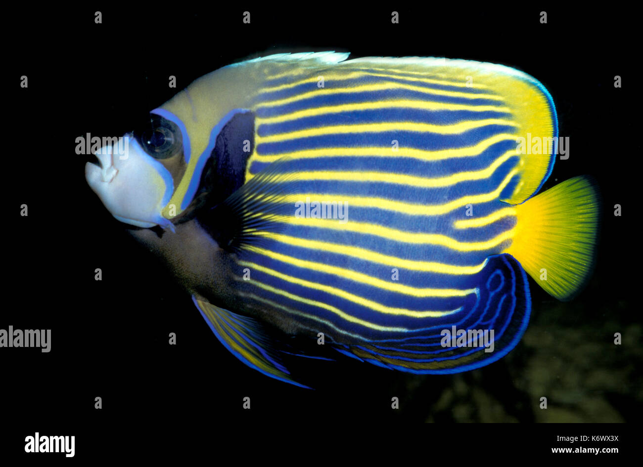 Emperor Angelfish, Pomacanthus imperator, blue and yellow stripe body ...