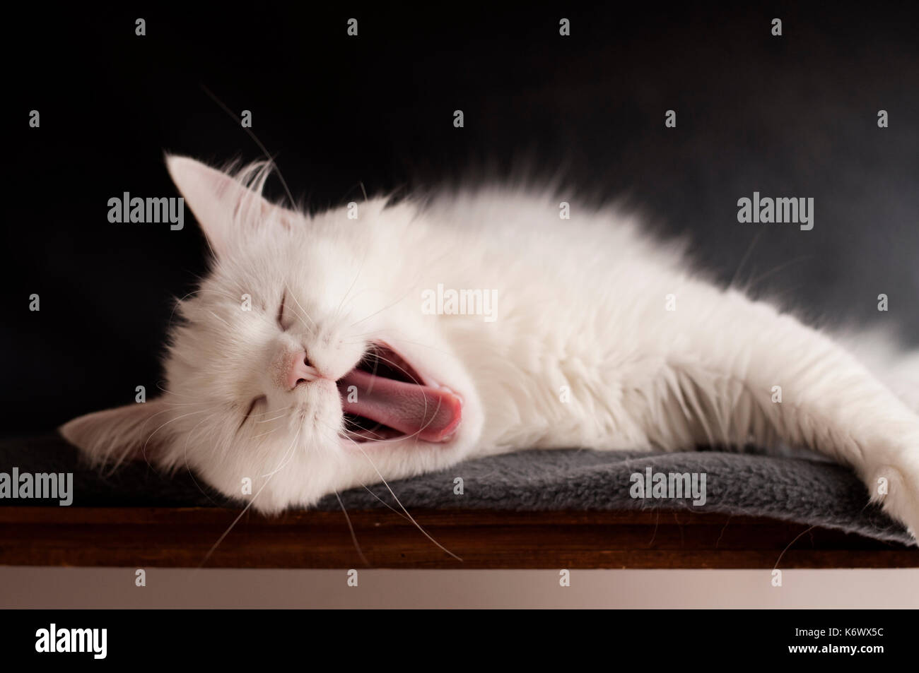 Adult with wide open mouth hi-res stock photography and images - Alamy