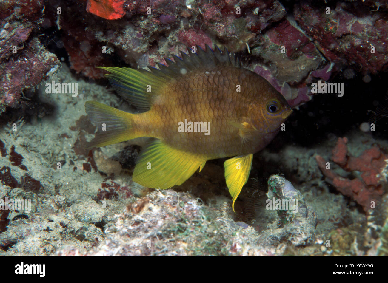 Golden Damsel Fish, Amblyglyphidodan aureus, Lankayan, Sabah Stock ...