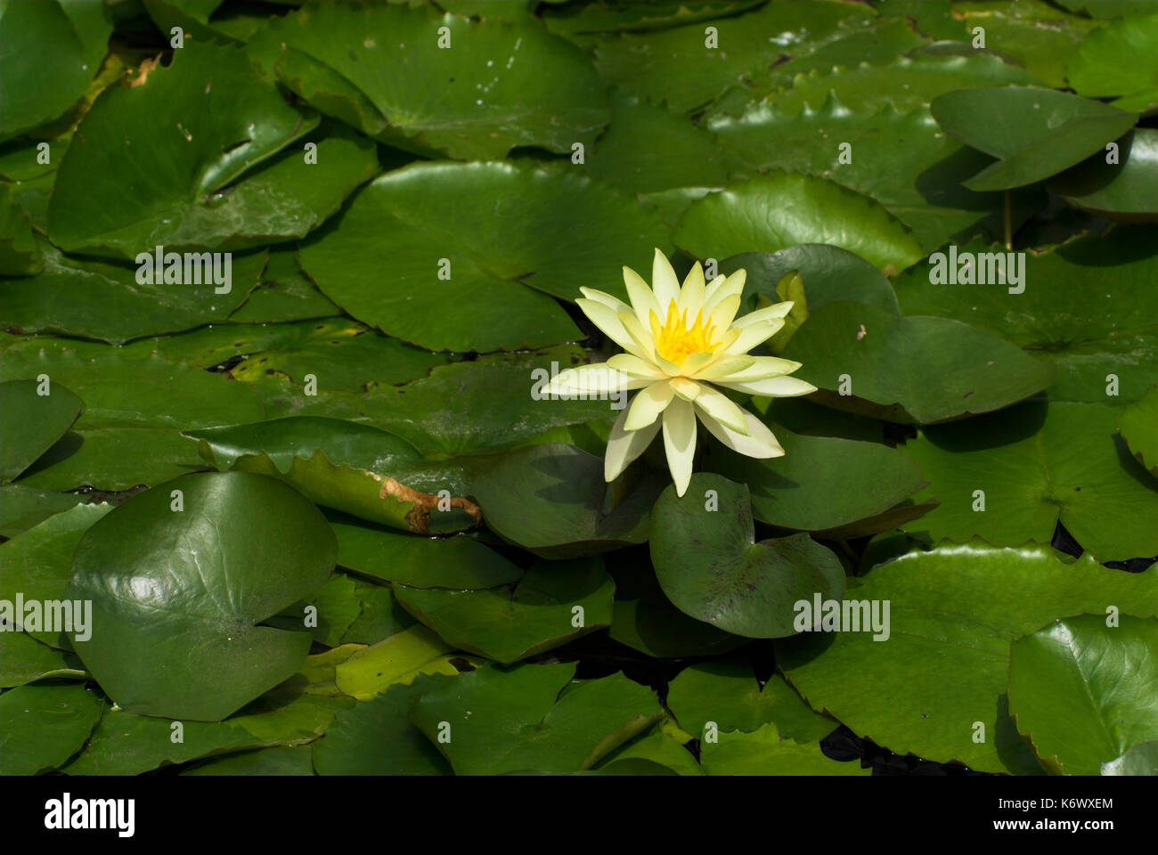 White Water lily, Nymphaea Mrs. George H. Pring, pond, cultivated Stock ...