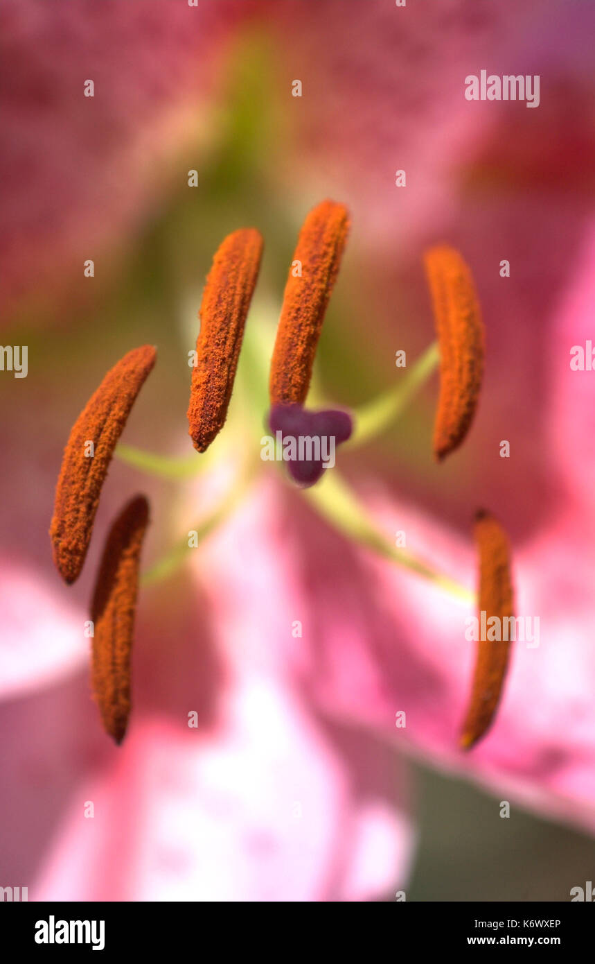 Lily lilium close up hi-res stock photography and images - Alamy