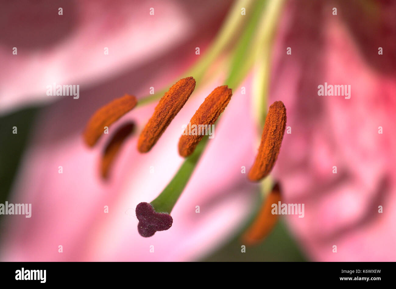 Lily lilium close up hi-res stock photography and images - Alamy