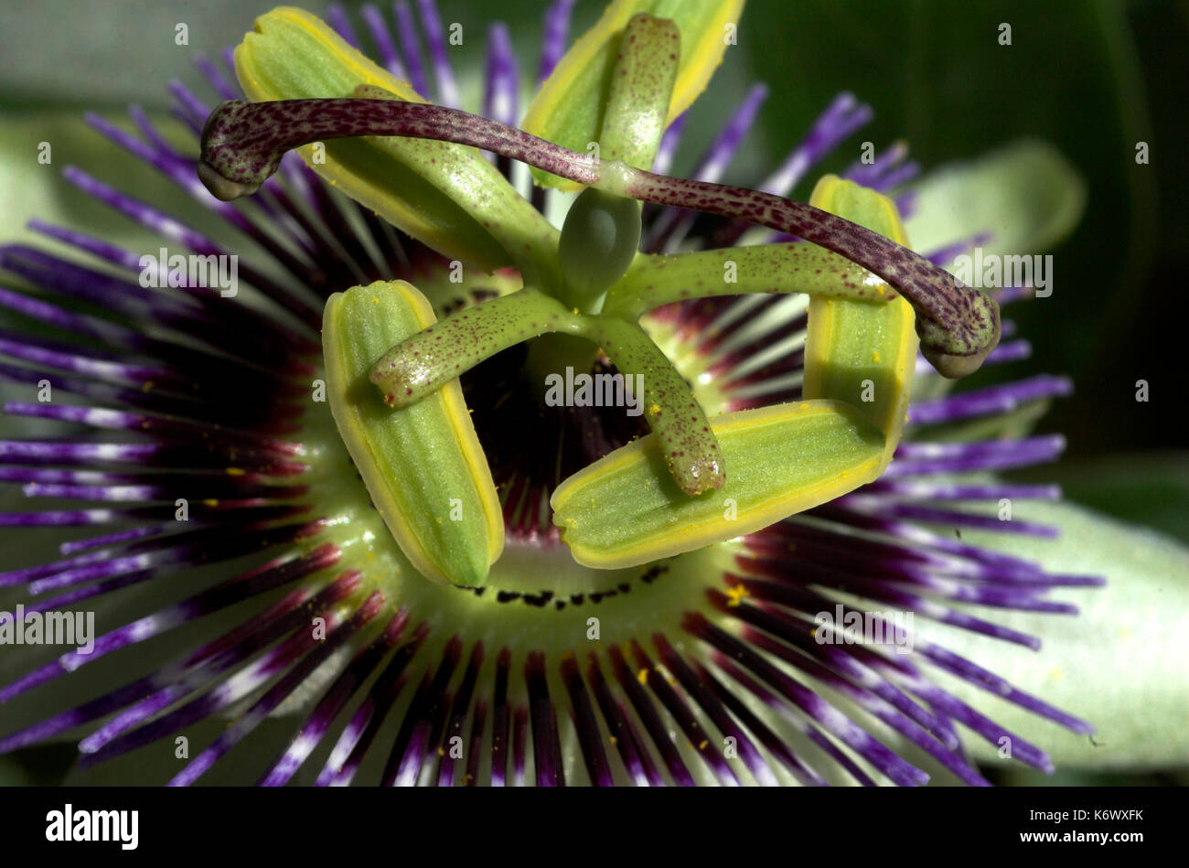 Passion Flower, passiflora caerulea, close up showing stamen Stock ...