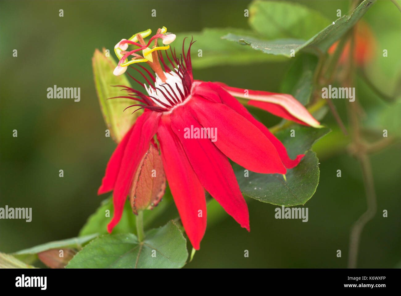 Passion flower, Passiflora coccinea, stamens, anthers, stigma red ...