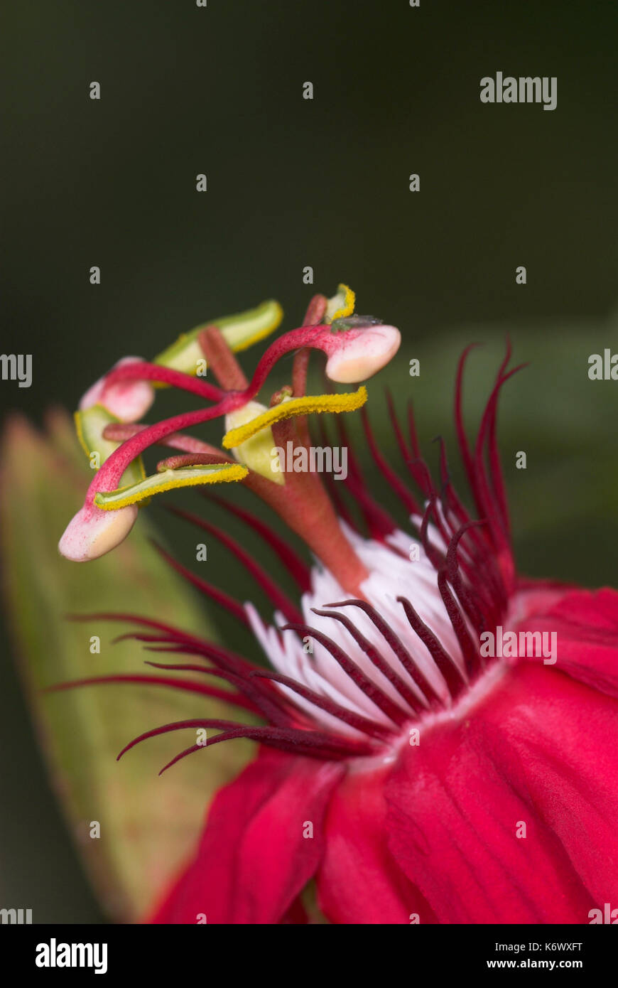 Passion flower, Passiflora coccinea, stamens, anthers, stigma red ...